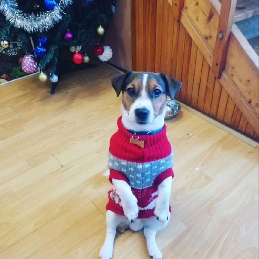 Новогодний костюм для собак