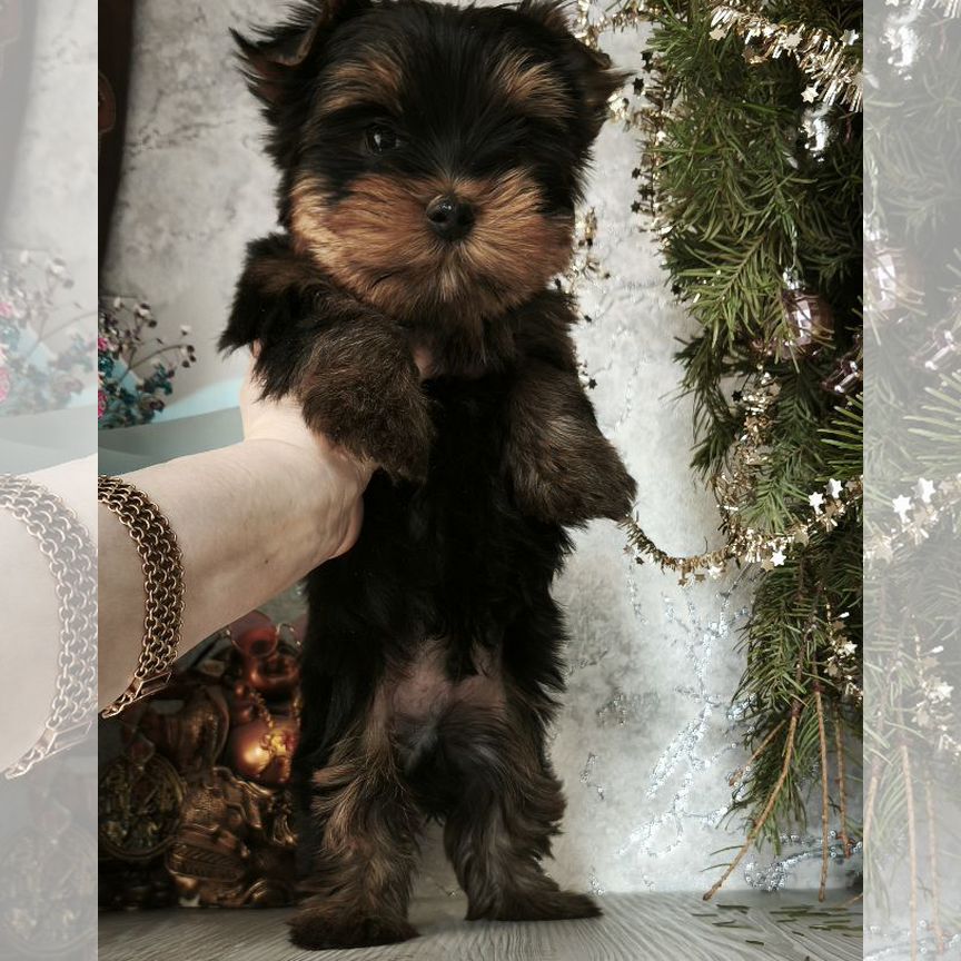 Йоркширский терьер, щенок