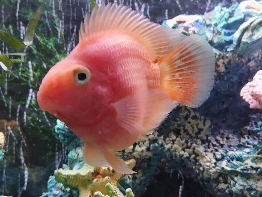 Красный попугай