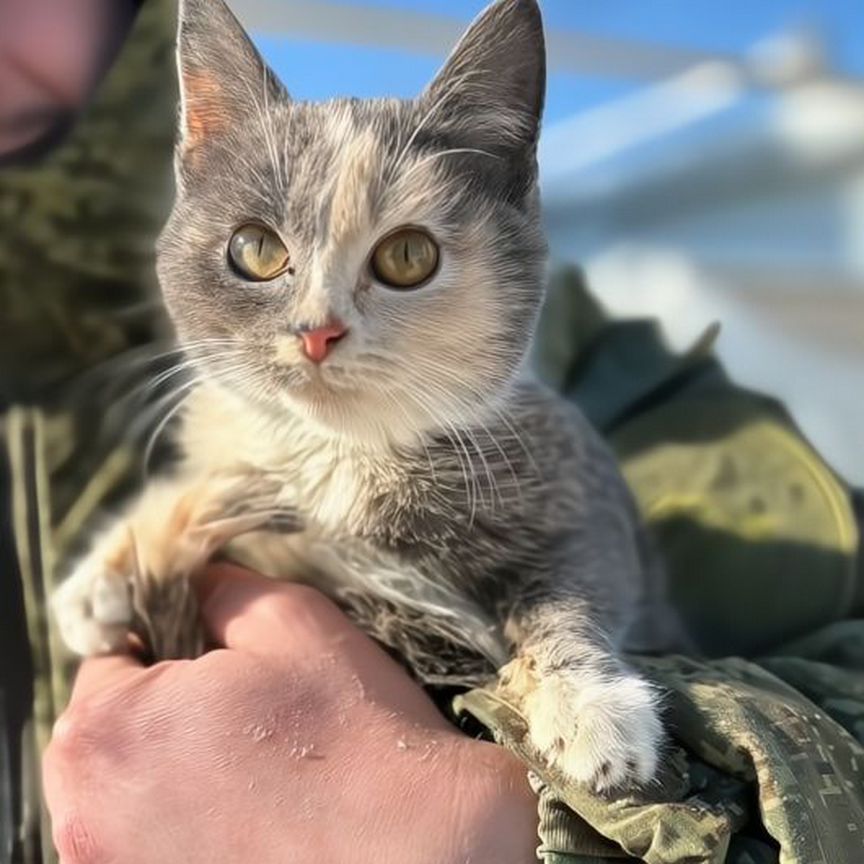 Котёнок в добрые руки