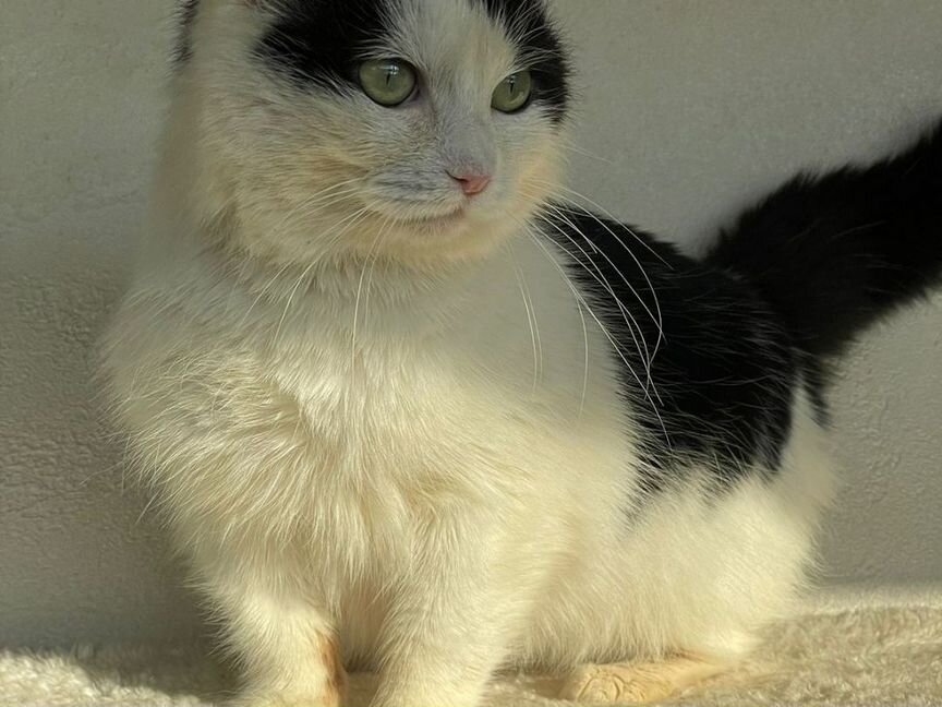 Котик Бергамотик,молодой и безумно ласковый