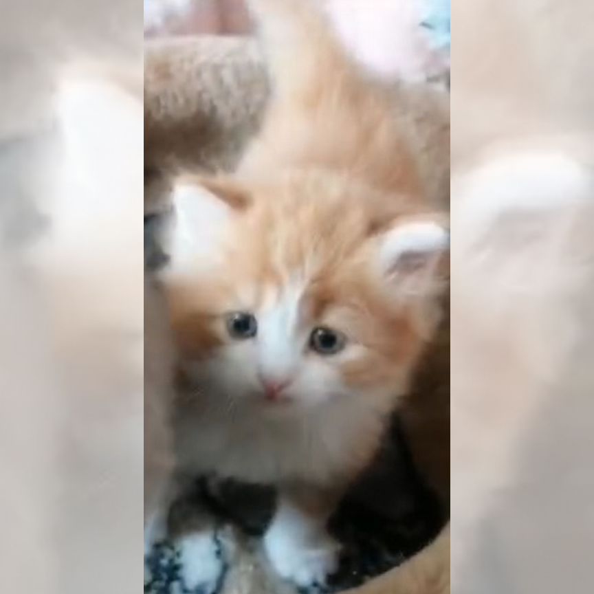 Шотландские длиношерстные котята