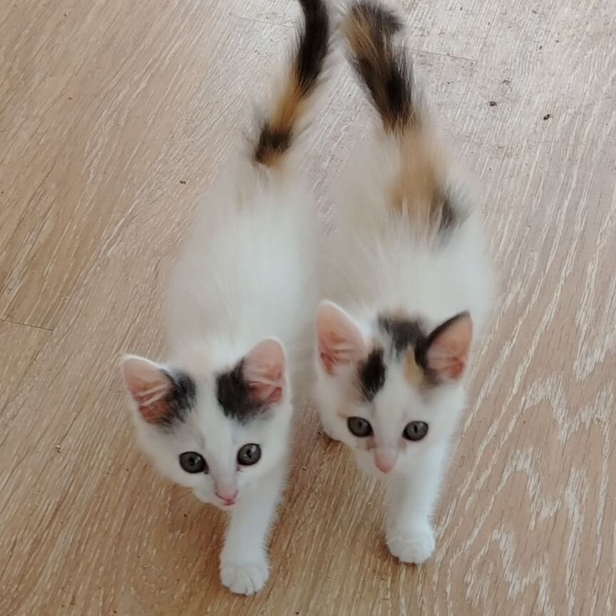 Котята девочки трехцветки