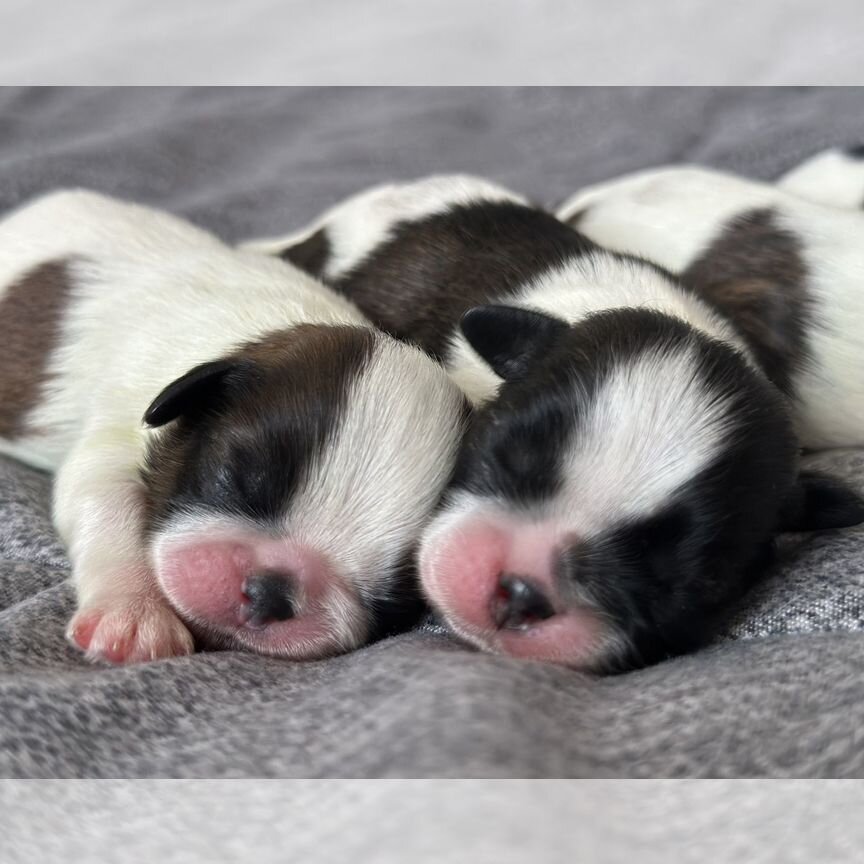 Ши-тцу, щенок