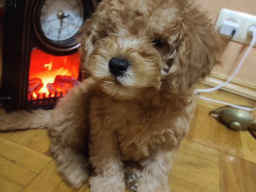 Щенки мальтипу