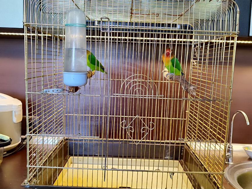 Пара неразлучников