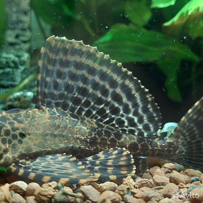 Парчовый птеригоплихт