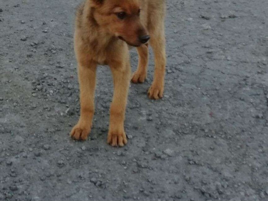 Щенок, твой будущий лучший друг