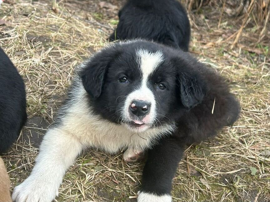 Щенки в добрые руки