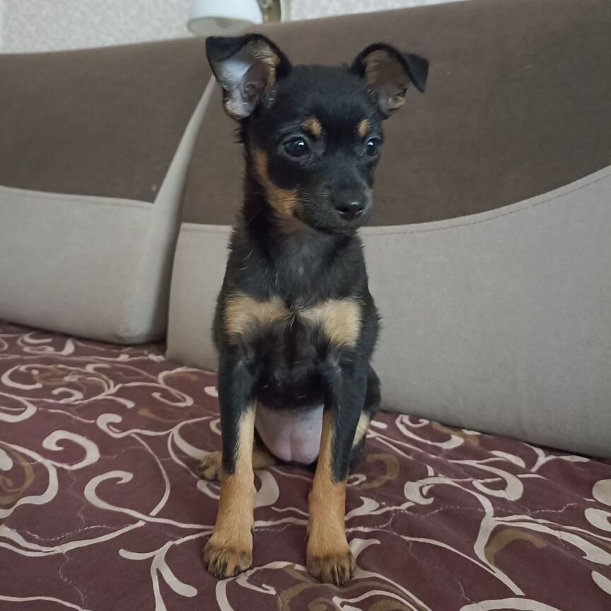 Русский той-терьер, щенок