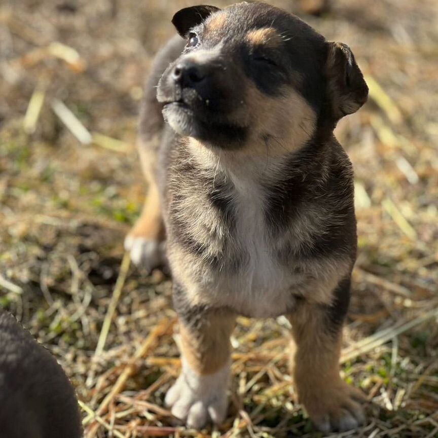 Щенок в добрые руки