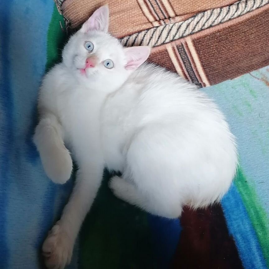Котик ищет свою семью