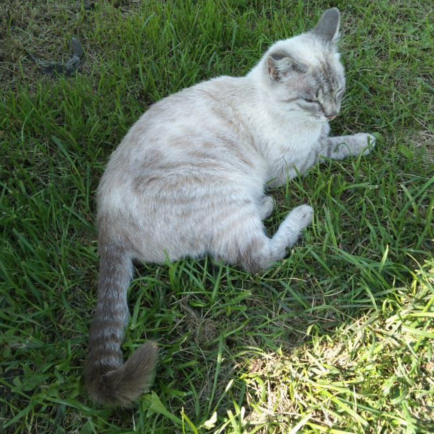 Нашли кошка/кота