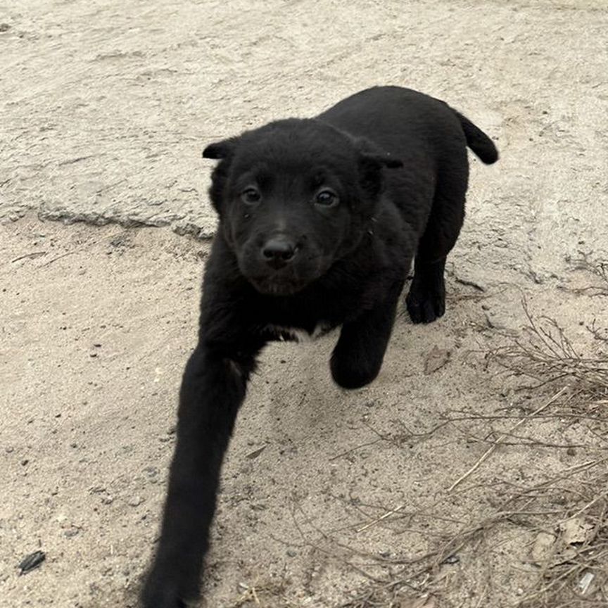 Щенки в добрые руки