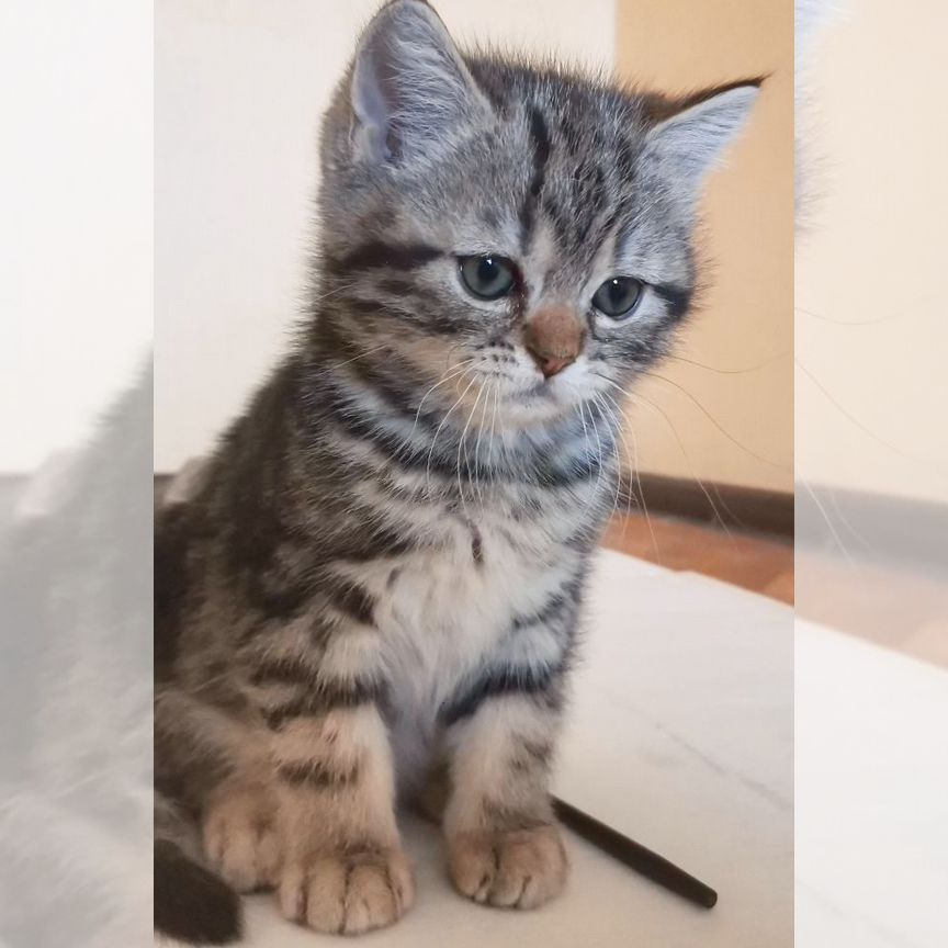 Котенок породы манчкин