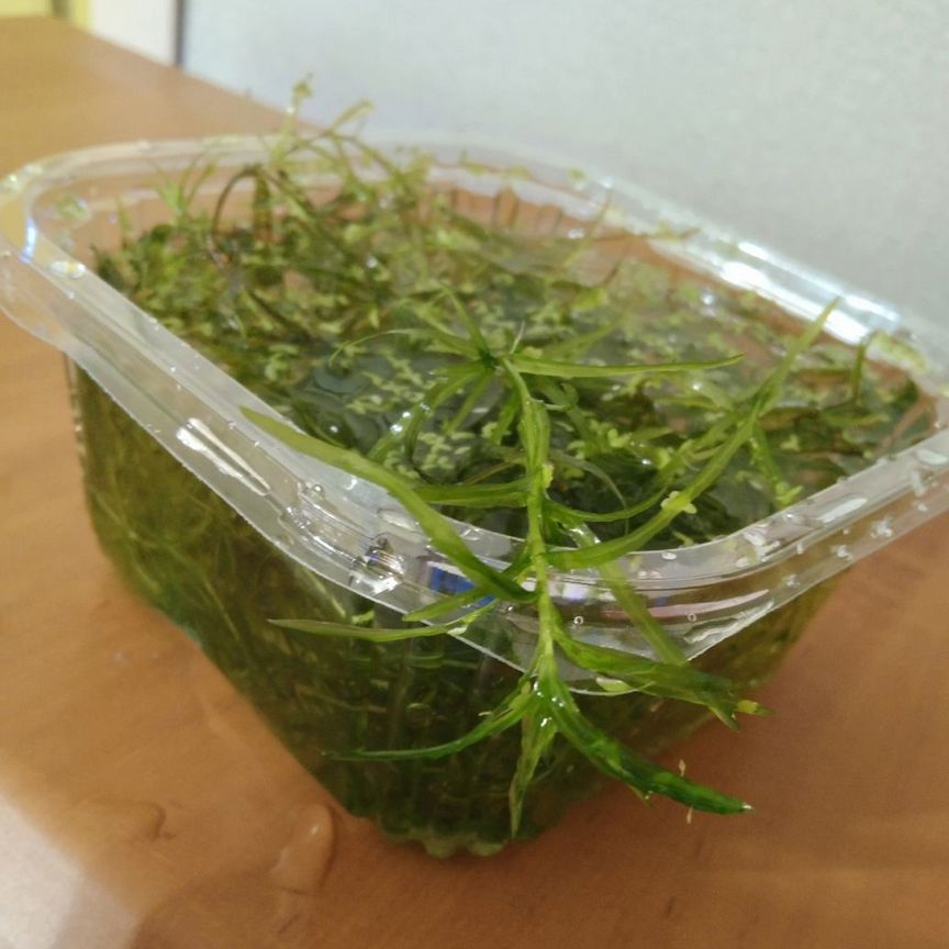 Водоросли для аквариума