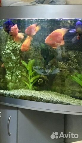 Продам аквариум 350 литров. бу в хорошем состоянии