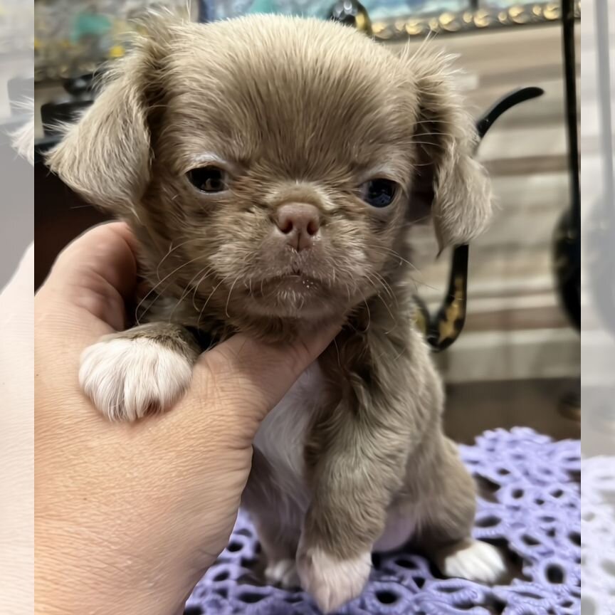 Чихуахуа, щенок