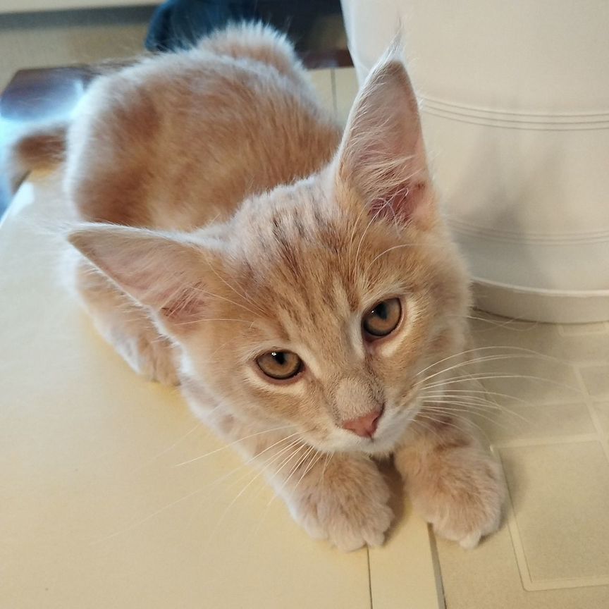 Отдам котемка