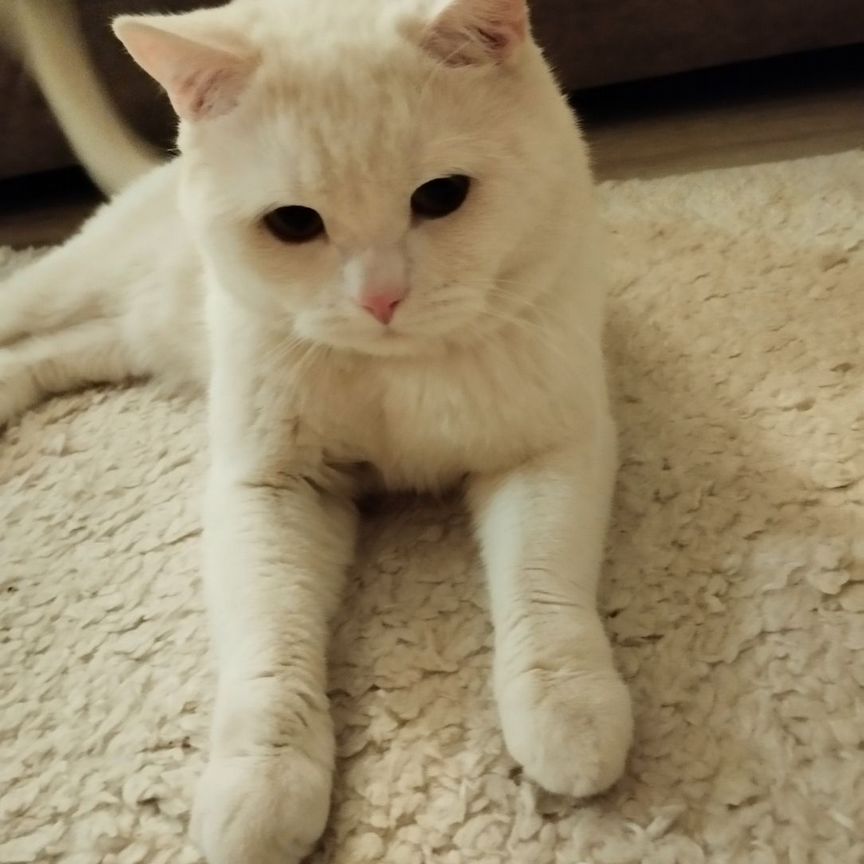 Отдам кота в добрые руки бесплатно