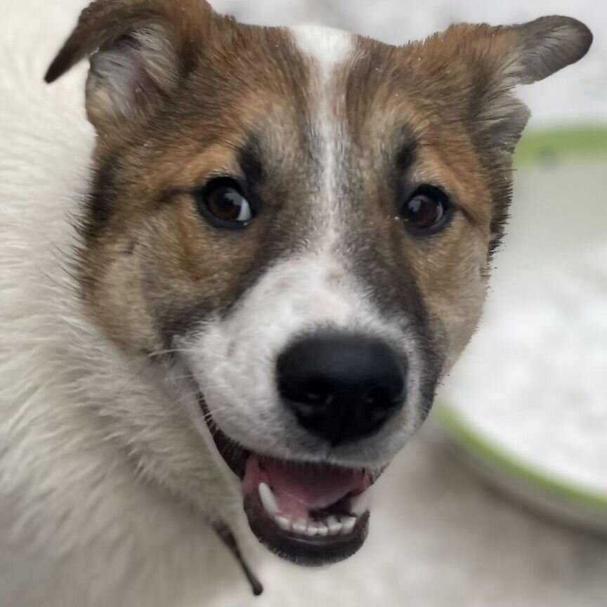 Бублик кобель 5-6 месяцев на охрану