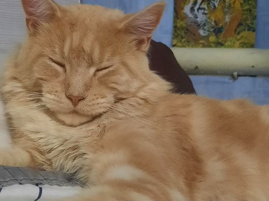 Кот мейн-кун вязка