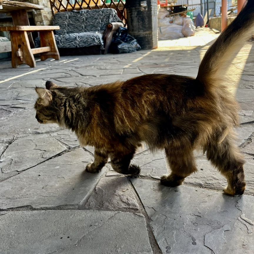 Кошечка в хорошие руки