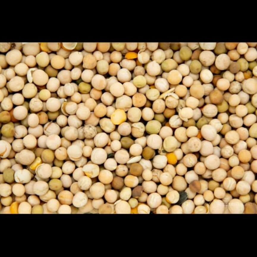 Горох кормовой