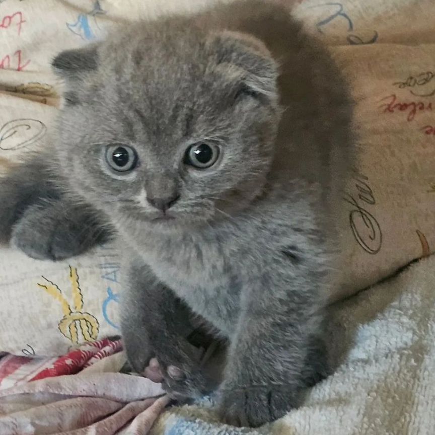 Британский короткошёрстный котёнок