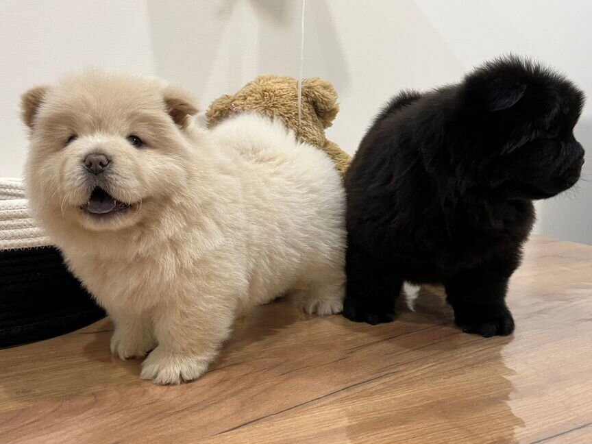 Щенки чау-чау