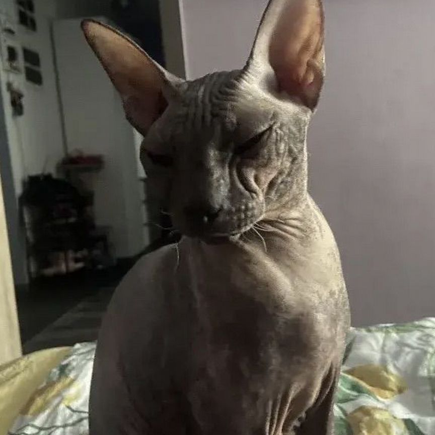 Донской сфинкс, взрослая кошка
