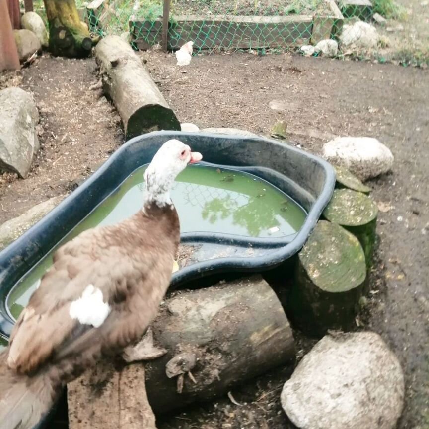 Селезень индоутки