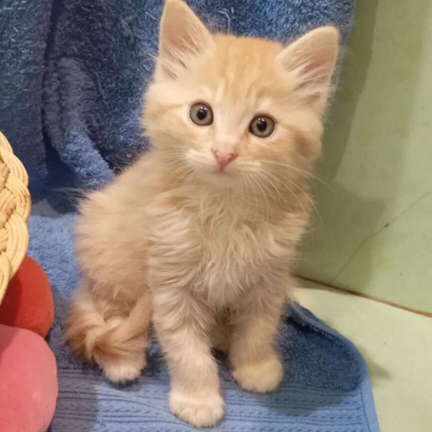 Котёнок в добрые руки