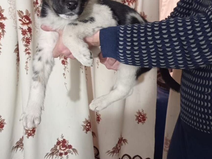 Щенок в добрые руки бесплатно