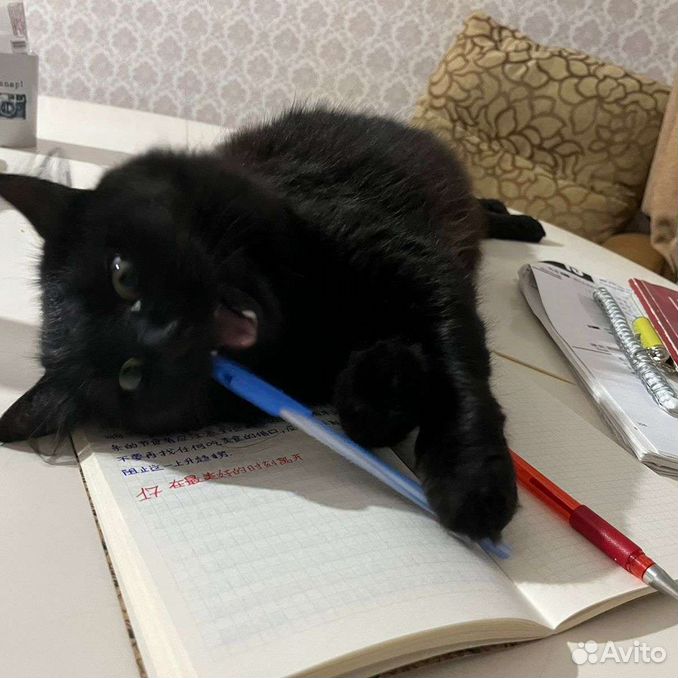Черная кошка в дар стерилизована