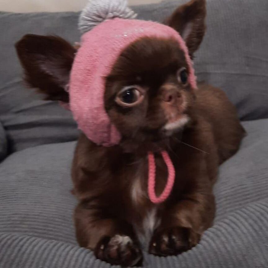 Чихуахуа, щенок