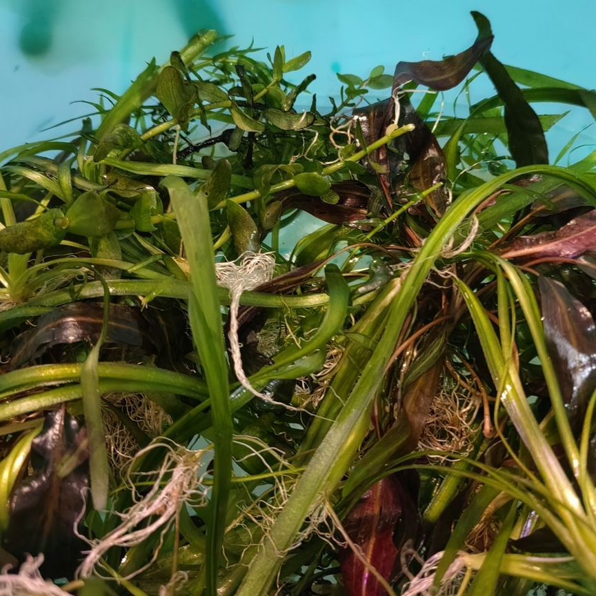 Аквариумные растения