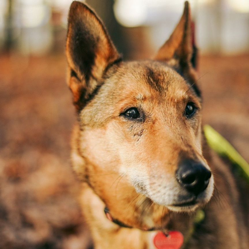 Взрослая собака в добрые руки