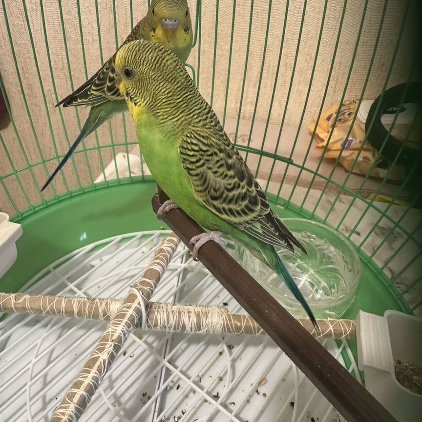 Попугай М/Ж