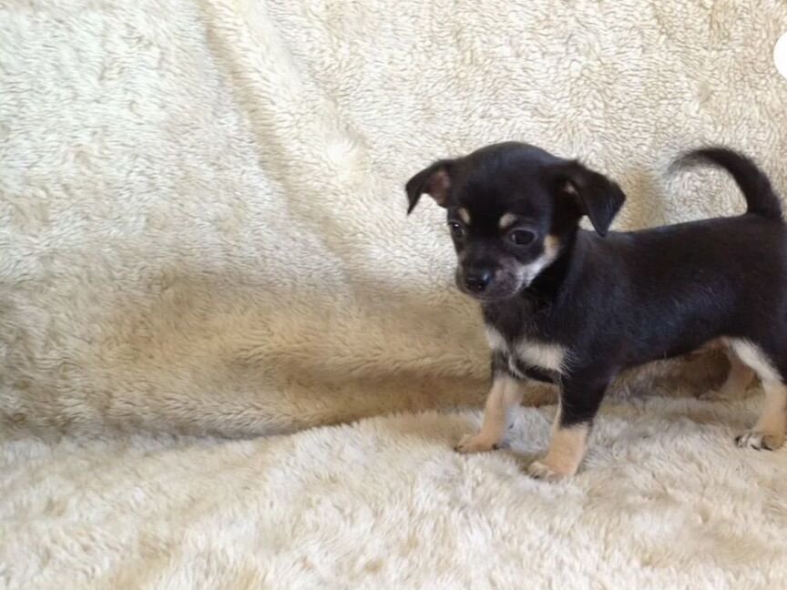 Чихуашка щенок