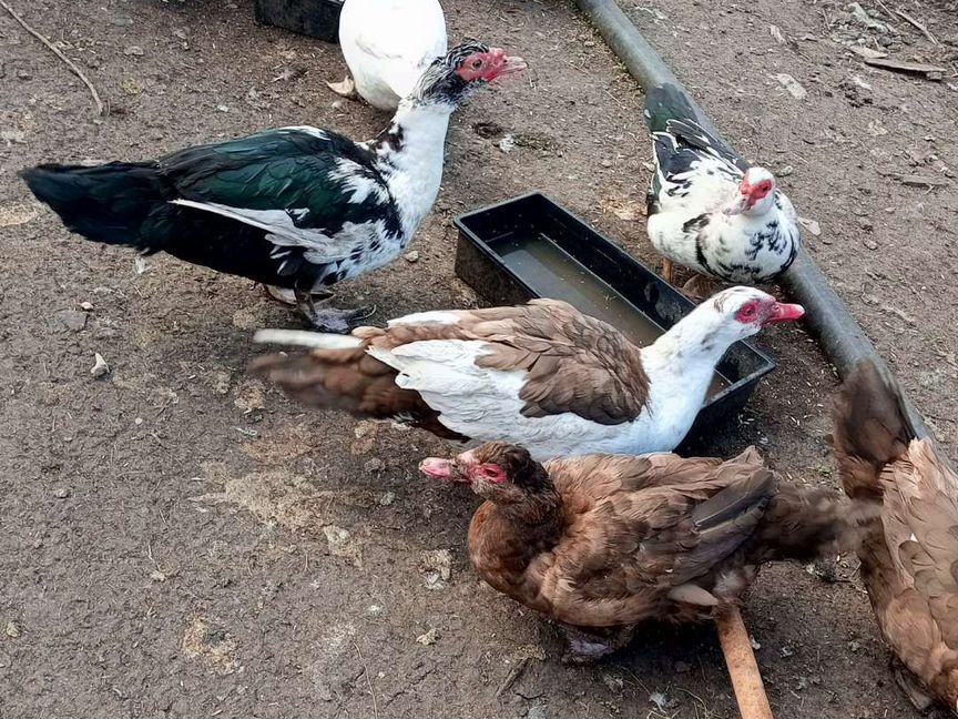 Утка и утята, шипуны