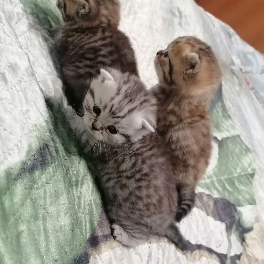 Шотландская