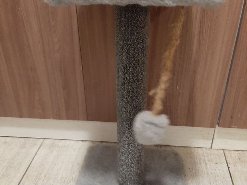 Когтеточка