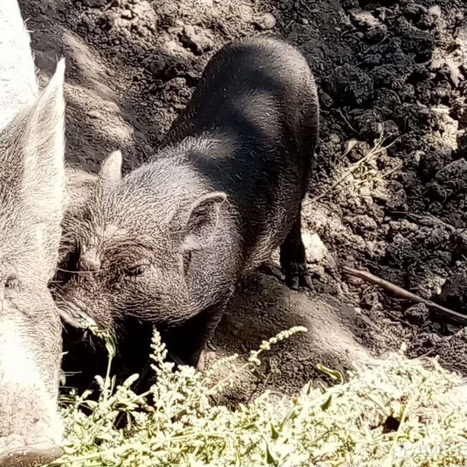 Вьетнамский вислобрюхий хрячёк