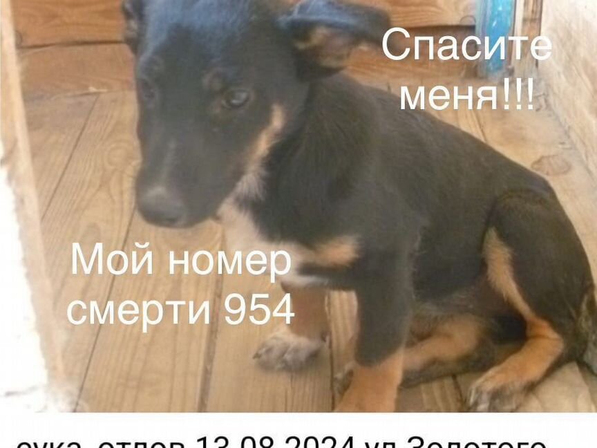 Щенок в добрые руки