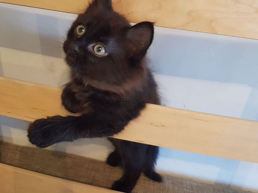 Кошка 3 месяца