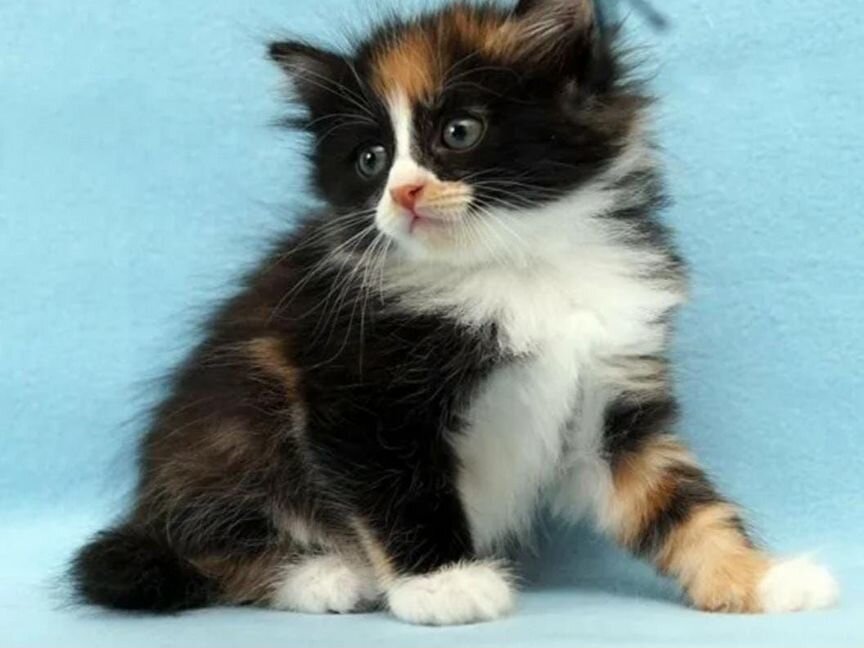 Котятки на удачу сибирские