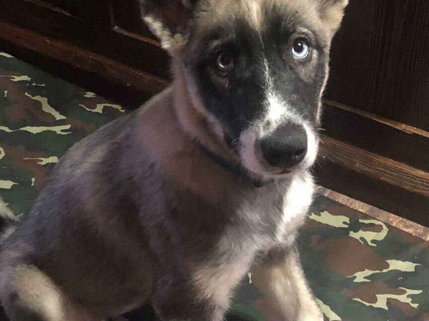 Щенок в добрые руки