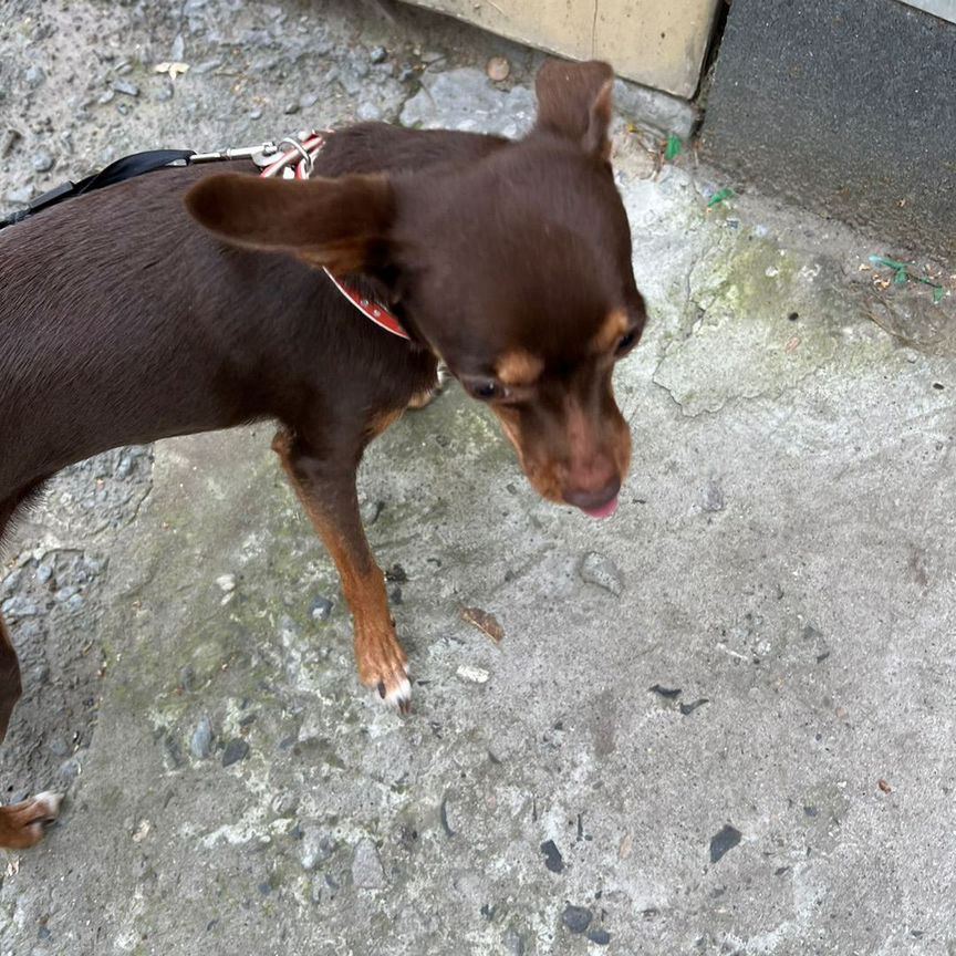 Найдена маленькая собака