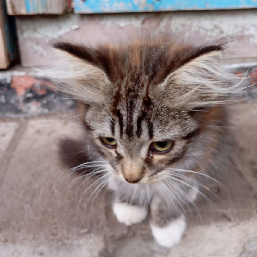 Отдам бесплатно кошечку